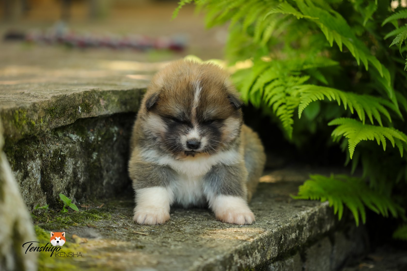 Naissance des chiots de Tsu – Akita inu élevage – Alsace