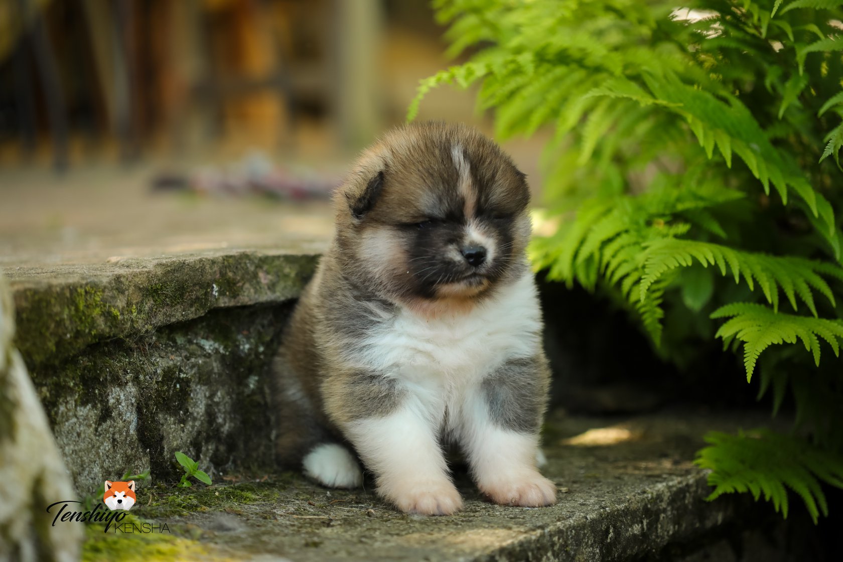 Naissance des chiots de Tsu – Akita inu élevage – Alsace