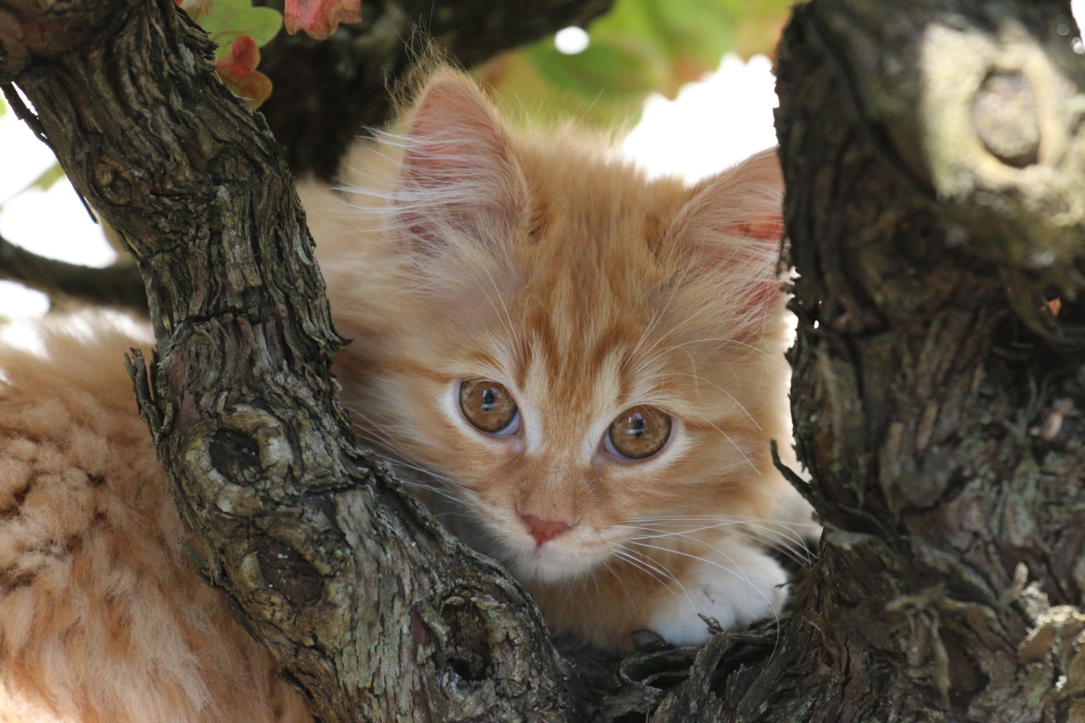 Un norvégien parmi les japonais! – Akita inu élevage – Alsace
