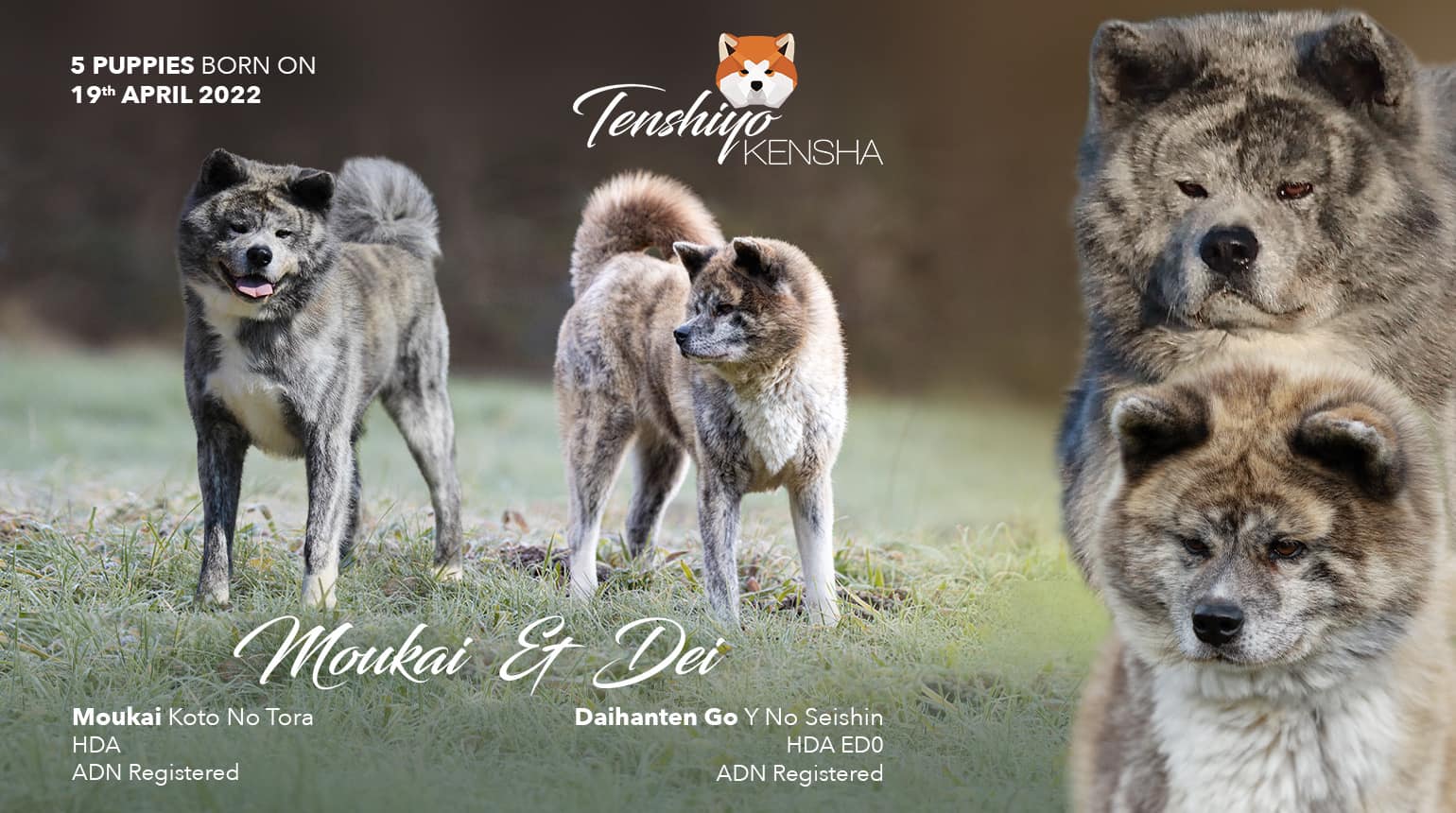 Portées 2022 – Akita inu élevage – Alsace