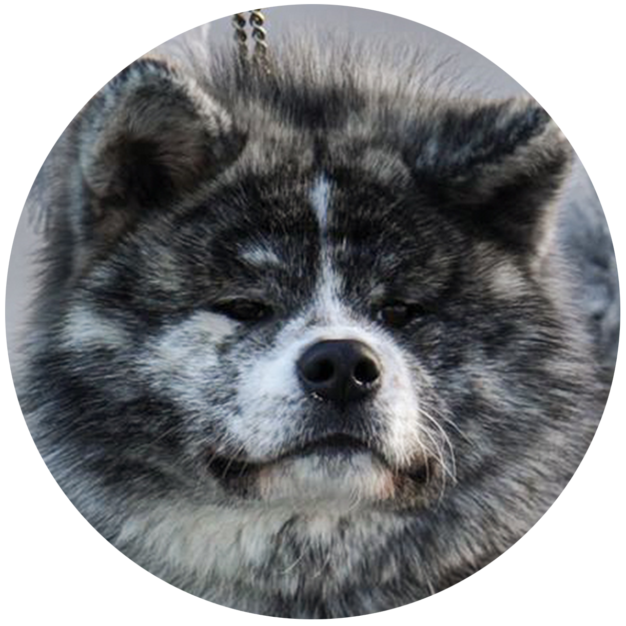 Portées 2024 – Akita inu élevage – Alsace