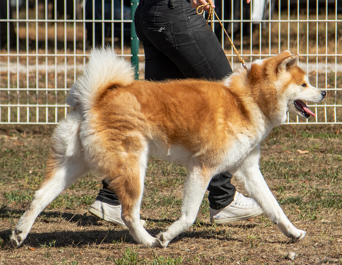 ♀Tsuki – Akita inu élevage – Alsace