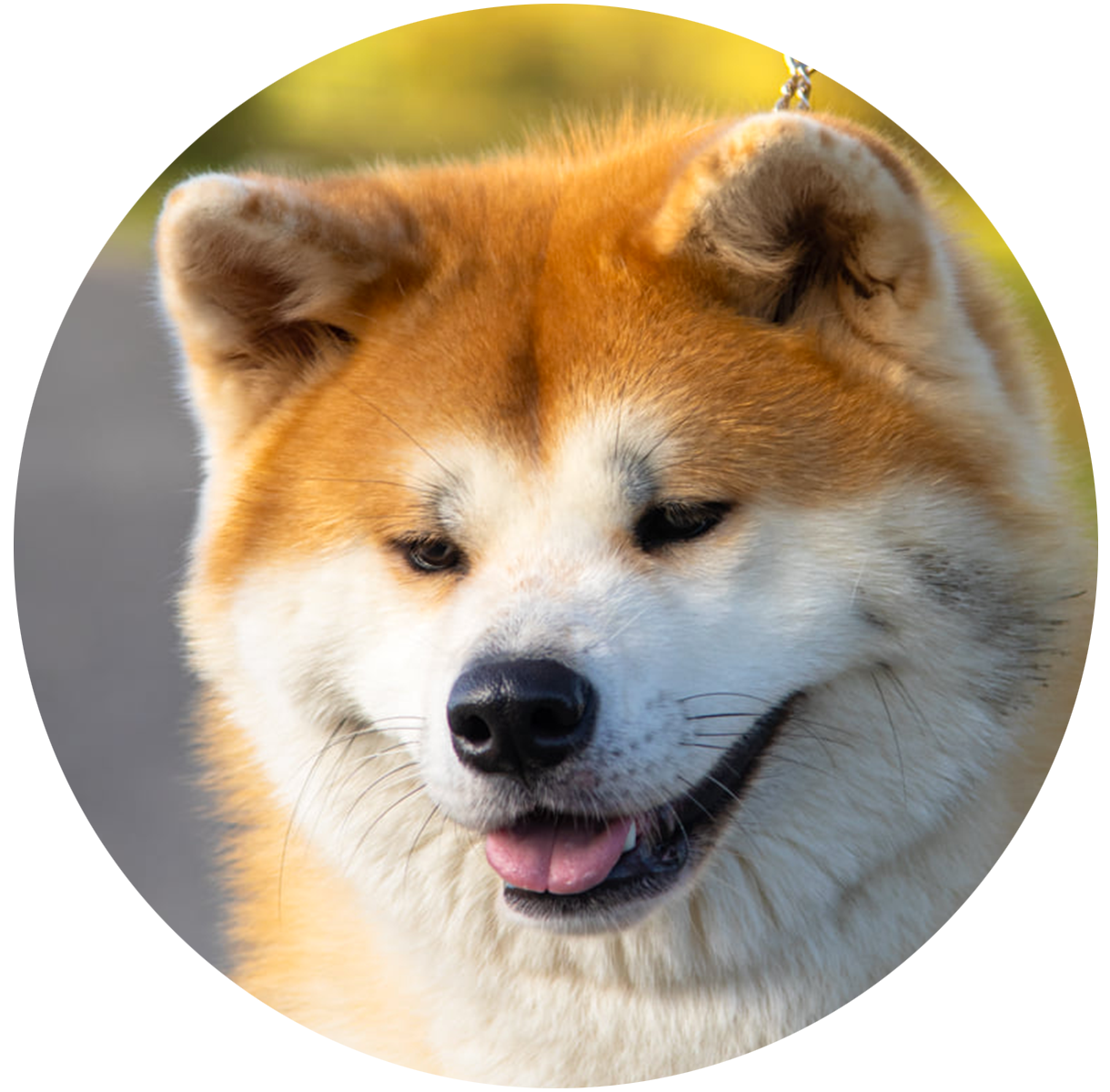 Portées 2023 – Akita inu élevage – Alsace